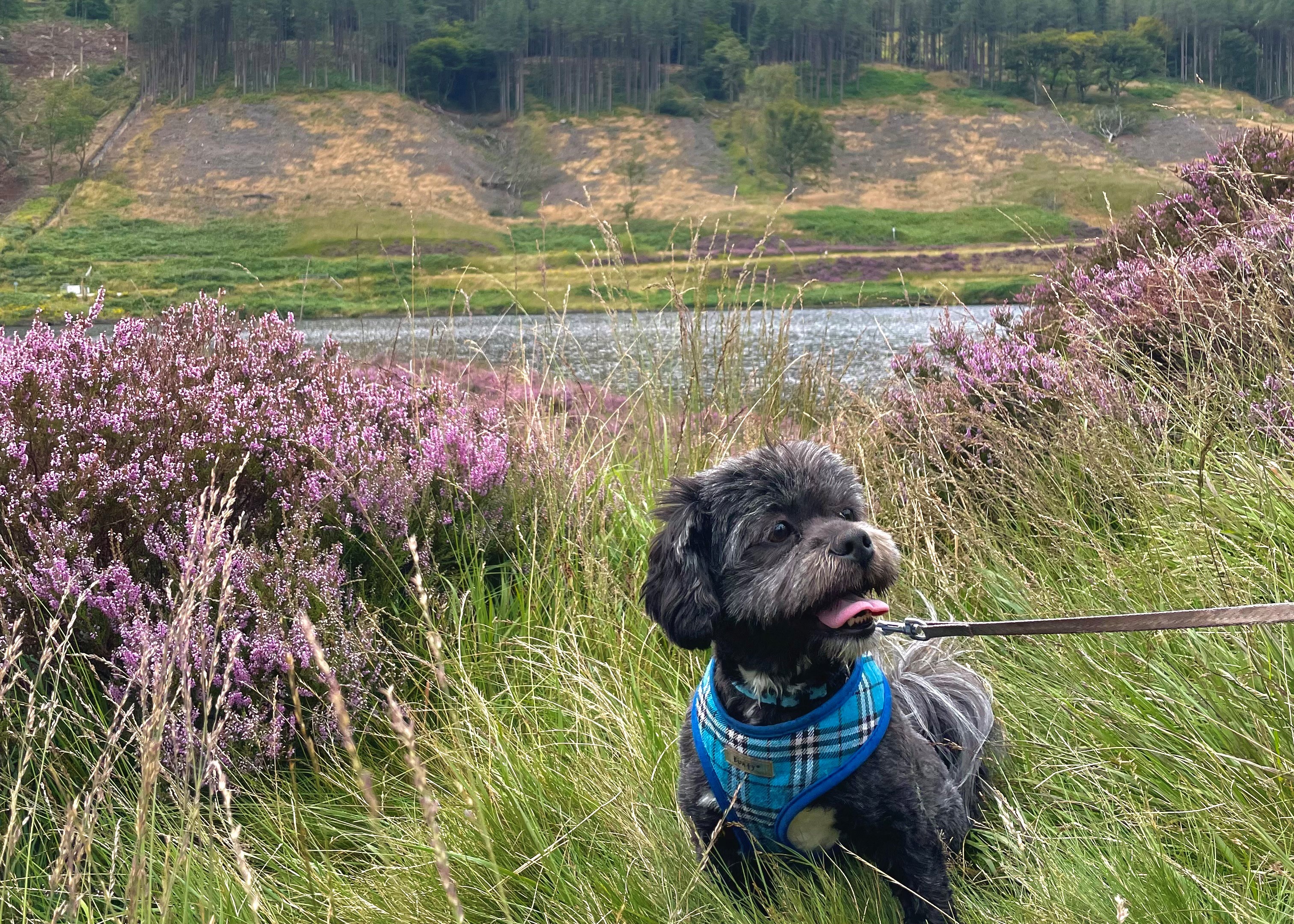 Wagging Tails and Happy Homes: Celebrate National Dog Day with Applegate Properties | Applegate ...